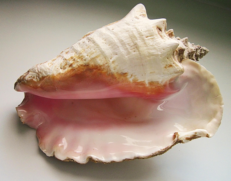 Large Queen Conch Sea Shell 9 1/4" (23 Cm) - Etsy