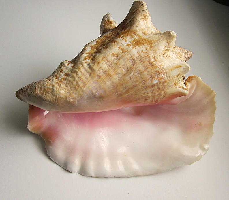 Slit Back Large Queen Conch Sea Shell 8 1/2 " (21 Cm) - Etsy Australia