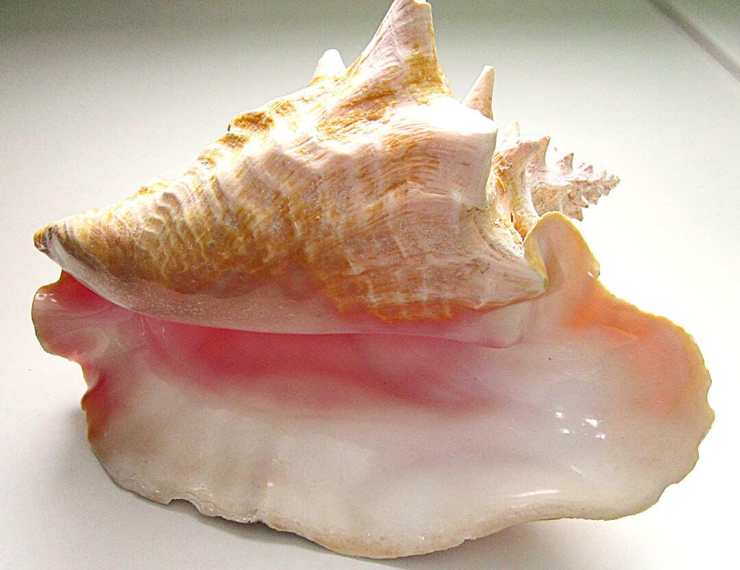 Large 11" Wavy Split Back Queen Conch Sea Shell (28 Cm) - Etsy