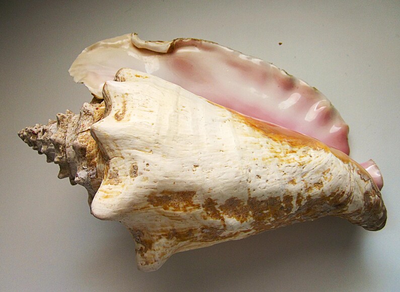 Large Queen Conch Sea Shell 9 1/4" (23 Cm) - Etsy