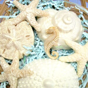Gift Basket of Seashell Shaped Soaps for the Ocean Lover, Beach House ...
