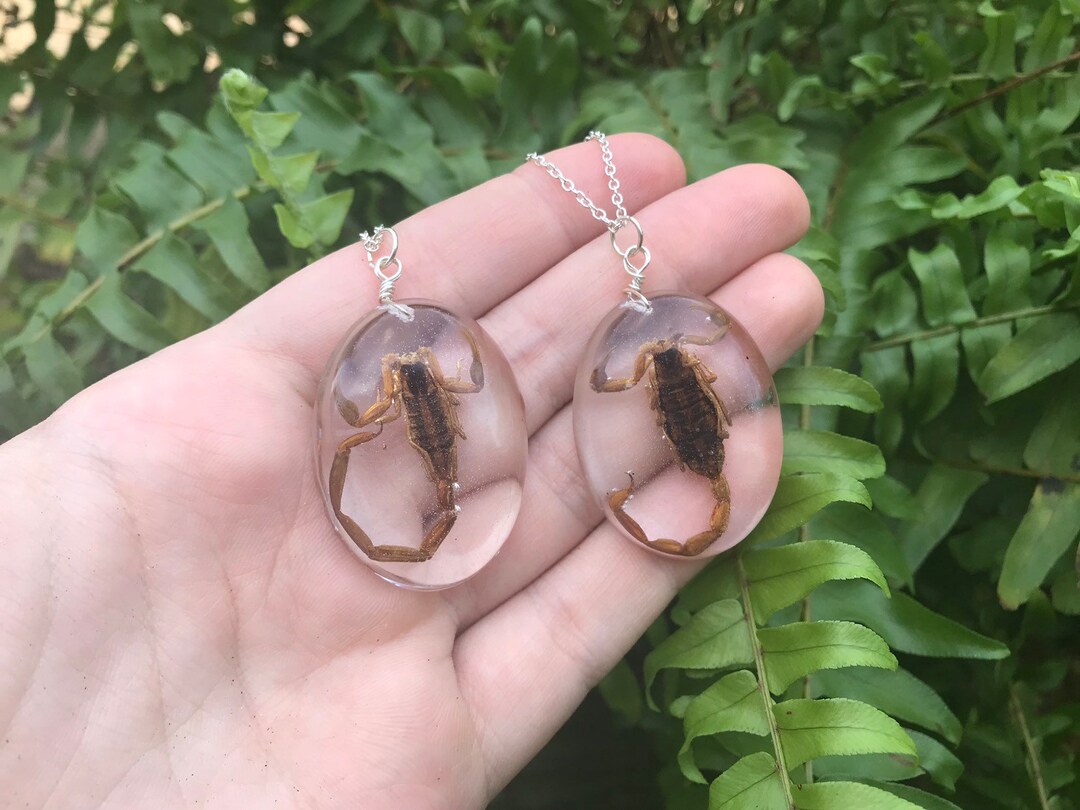 Scorpion Oval Necklace, Real Preserved Scorpions - Etsy
