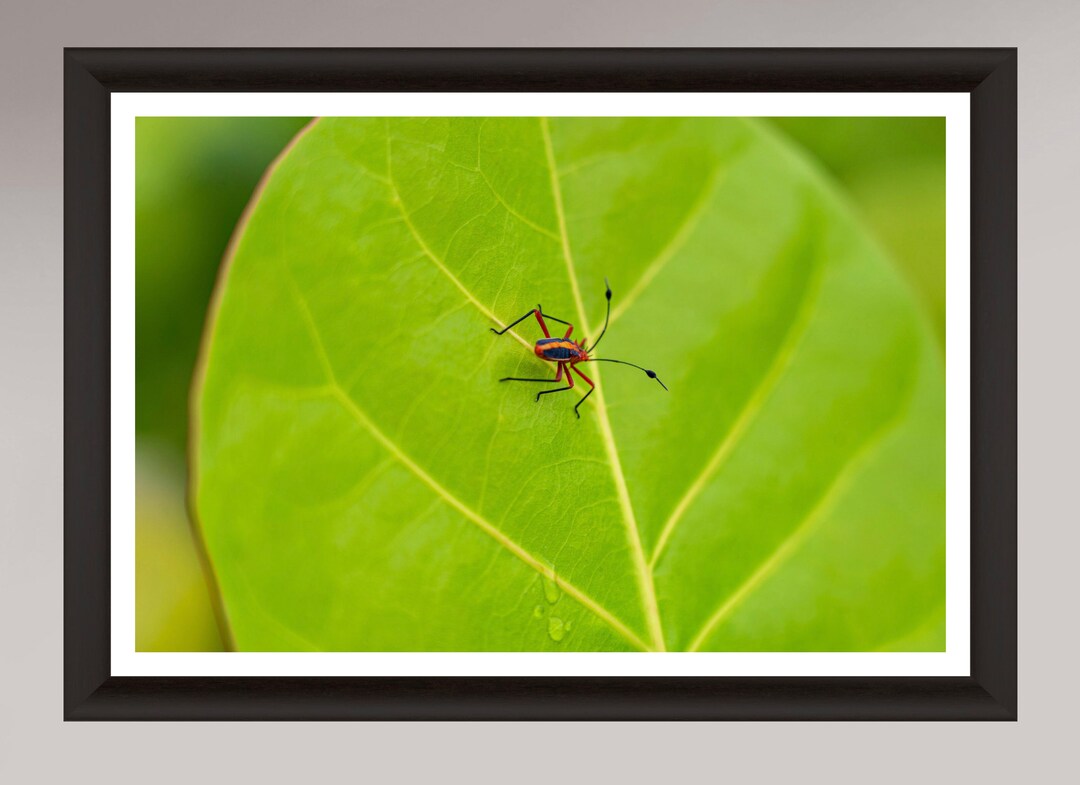 Beachy Bug Life in Tulum, Mexico! - Etsy