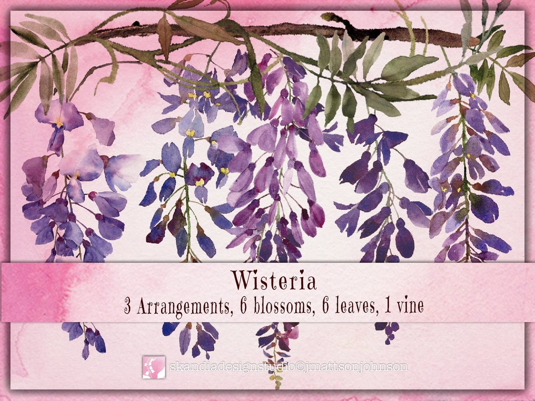 Wisteria Floral Clipart, Watercolor Clipart, Purple Flowers, Wisteria ...