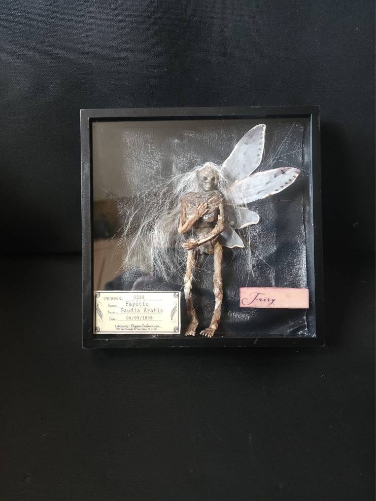 Fayette. Mummified Fairy. She Comes in a Case With Glass - Etsy