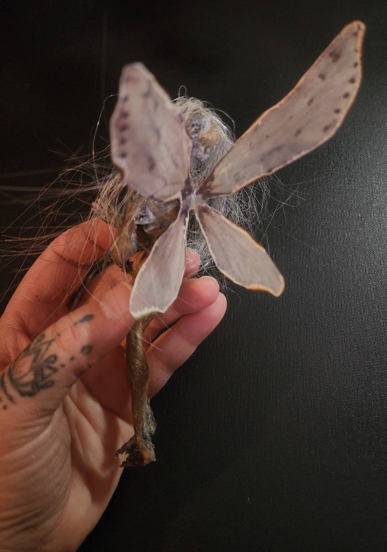 Fayette. Mummified Fairy. She Comes in a Case With Glass - Etsy