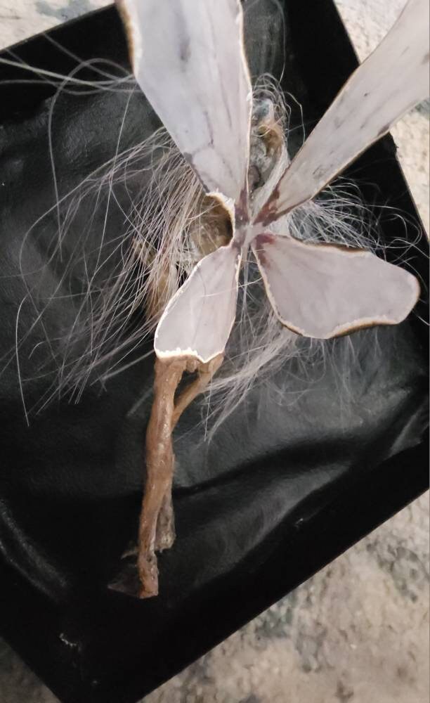 Fayette. Mummified Fairy. She Comes in a Case With Glass - Etsy
