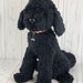 Goldendoodle Crochet Pattern, Crochet Puppy, Dog Crochet Pattern, Dog ...