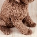 Goldendoodle Dog Crochet PATTERN, Crochet Puppy, Dog Crochet Pattern ...