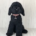 Goldendoodle Crochet Pattern Crochet Puppy Dog Crochet - Etsy Canada