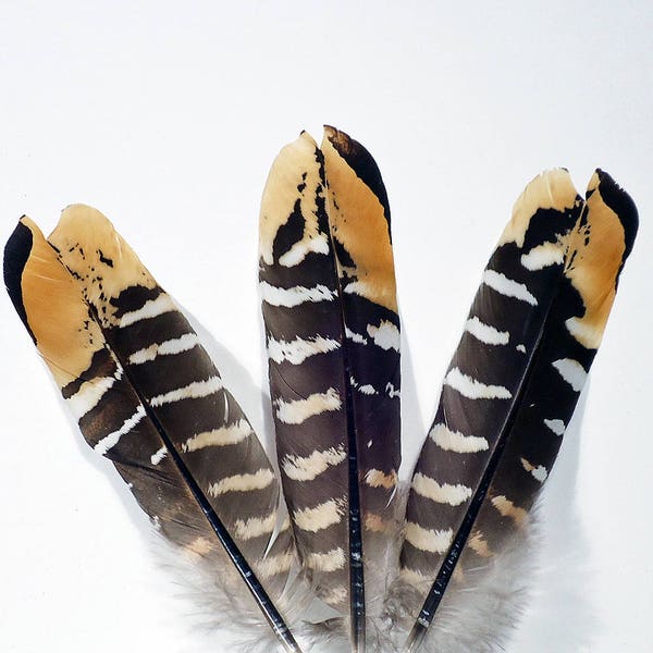 Craft Feathers - Etsy