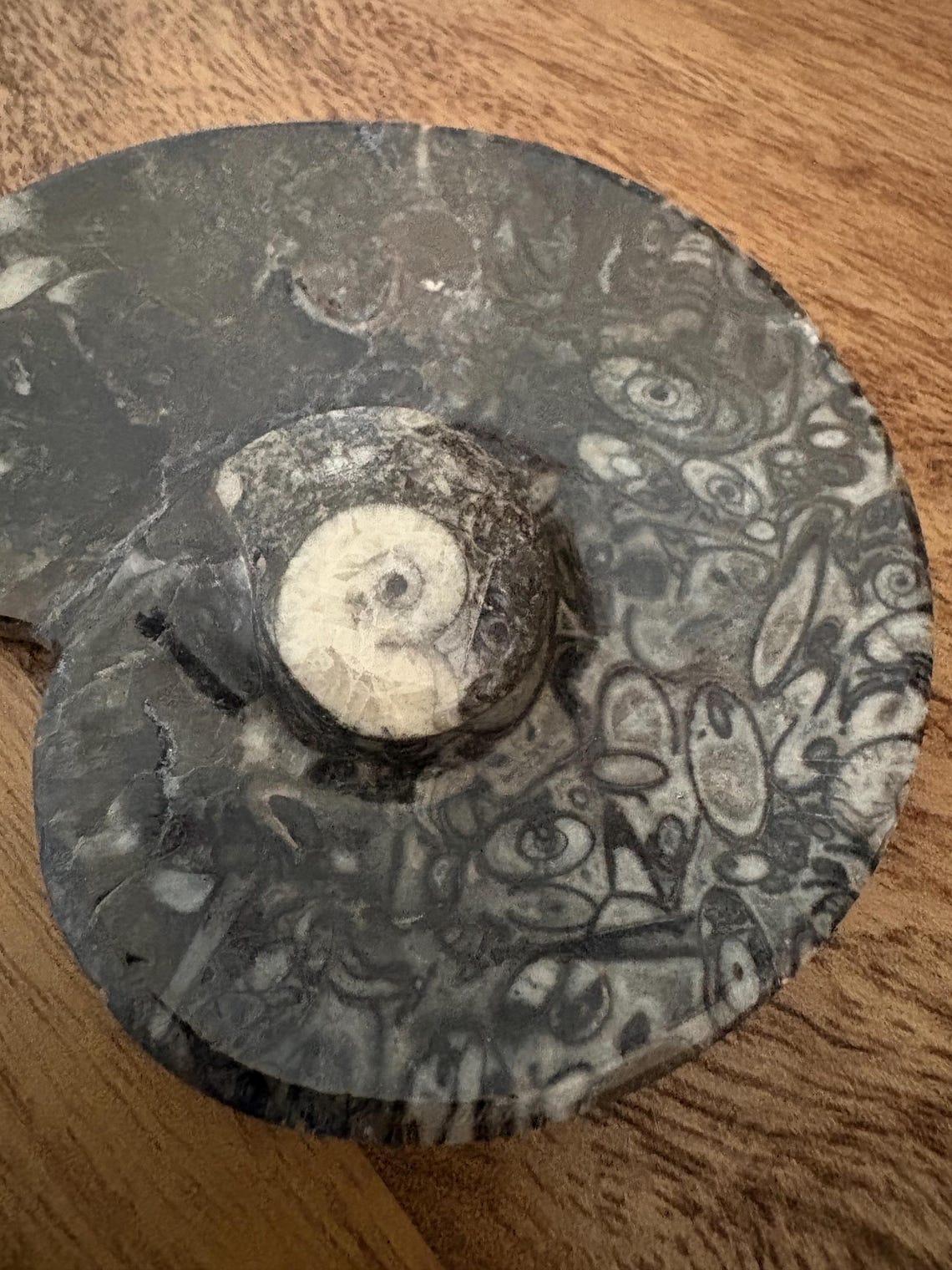 Orthoceras Fossil Dish_ Stone Dish_ Jewelry Dish Holder_ Fall Decor ...