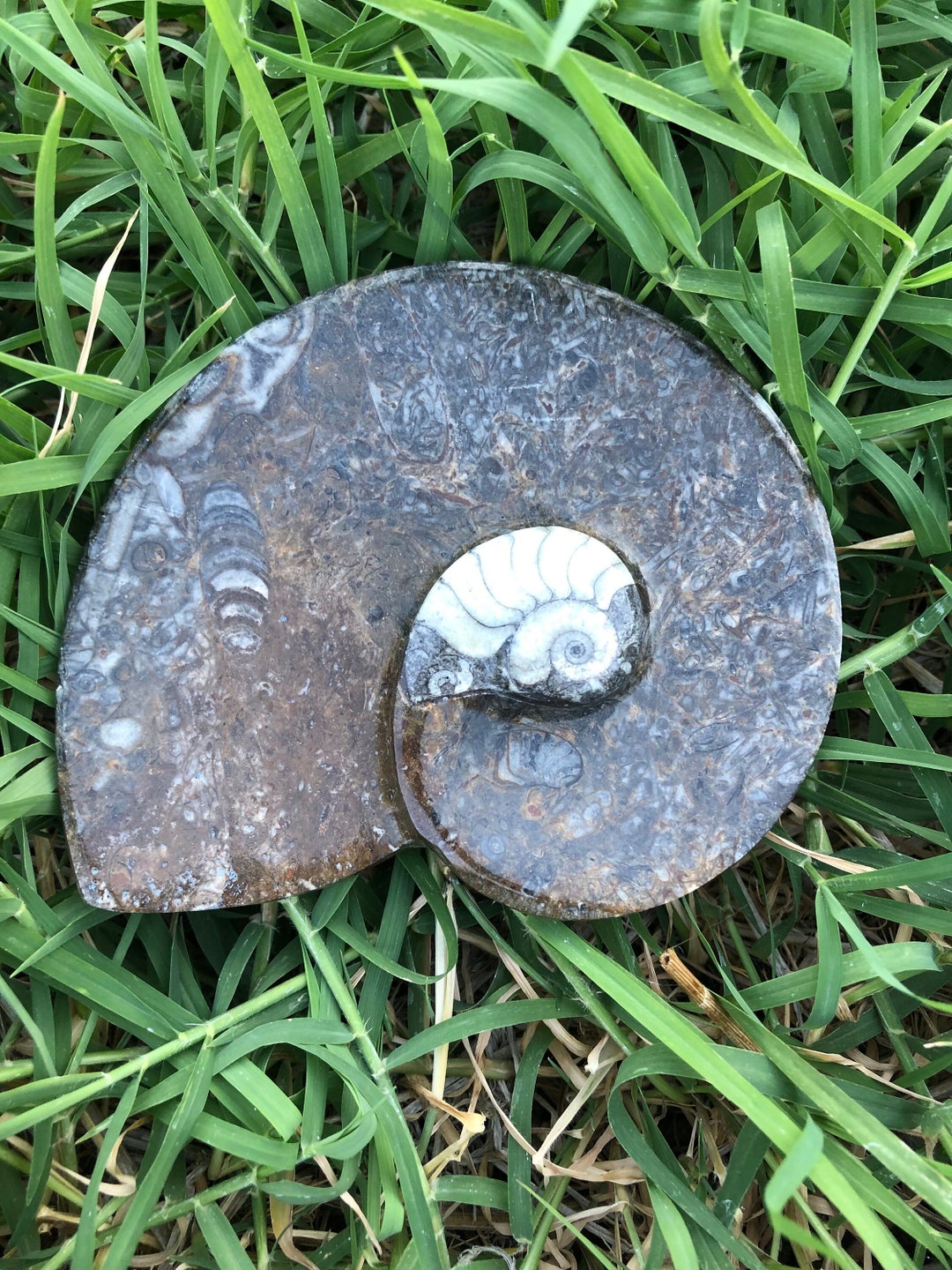 Orthoceras Fossil Dish_ Stone Dish_ Jewelry Dish Holder_ Fall Decor ...