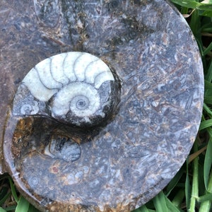 Orthoceras Fossil Dish_ Stone Dish_ Jewelry Dish Holder_ Fall Decor ...