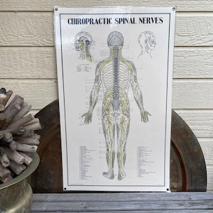 Chiropractic Spinal Nerve Chart/vintage Medical Chart Copyright 1952 ...