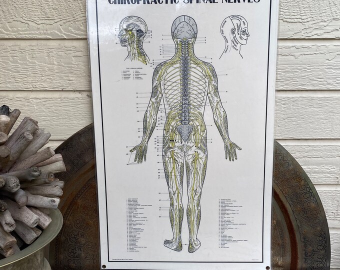 Chiropractic Spinal Nerve Chart/vintage Medical Chart Copyright 1952 ...