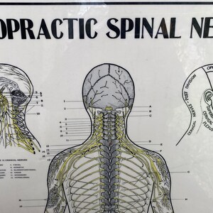 Chiropractic Spinal Nerve Chart/vintage Medical Chart Copyright 1952 ...