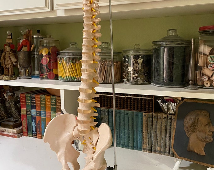 Vintage Spinal Vertebrae Medical Display Model/realistic Human Flexible ...