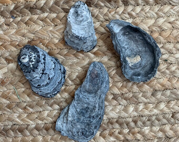 Large Old Natural Eastern Oyster Shells, Collected on Turtle Beach ...