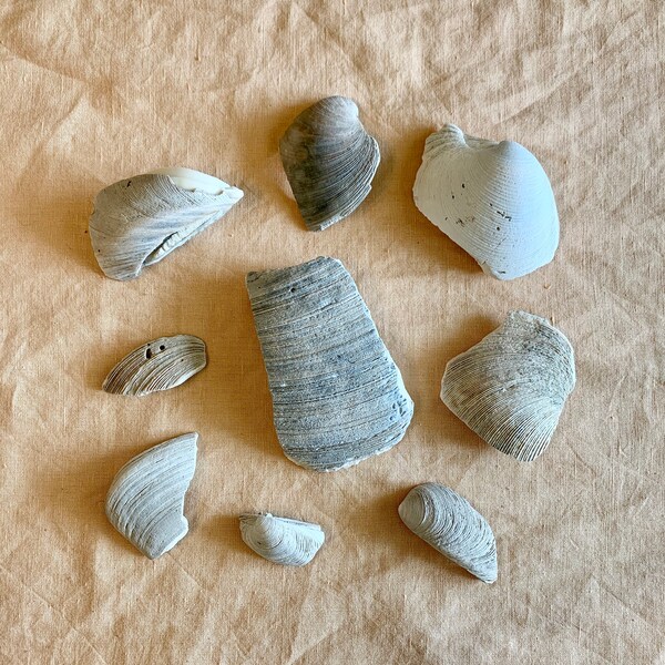 Quahog Shell - Etsy