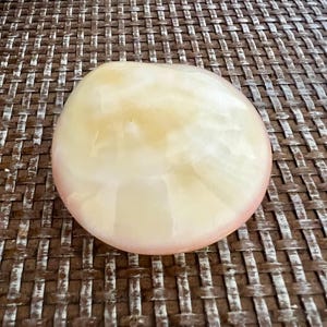 Polished Tiger Clam Shell: Natural Coastal Decor, 3 Inch - Etsy