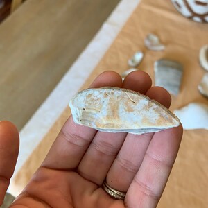 Large Northern Quahog Shell Fragments, Natural Chowder Clam Shells ...