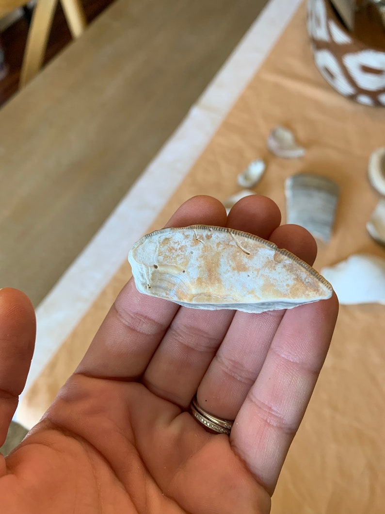 Large Northern Quahog Shell Fragments Natural Chowder Clam - Etsy