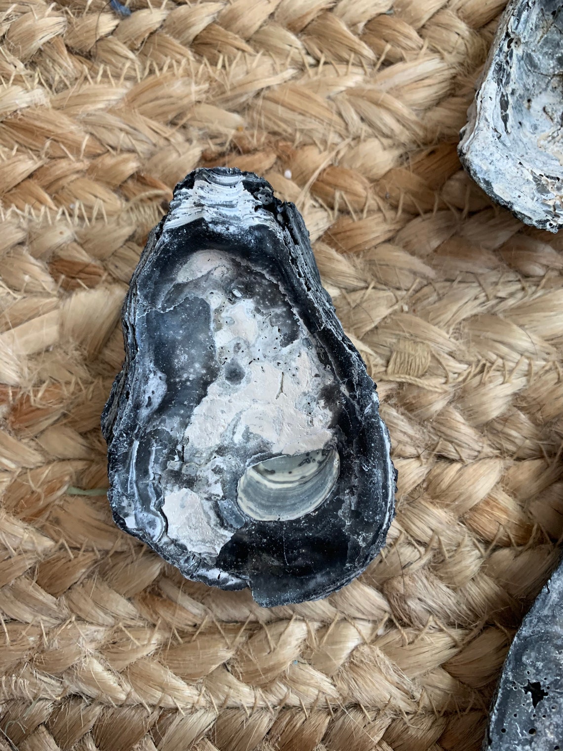 Large Old Natural Eastern Oyster Shells Collected on Turtle | Etsy