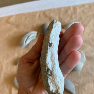 Large Northern Quahog Shell Fragments, Natural Chowder Clam Shells ...