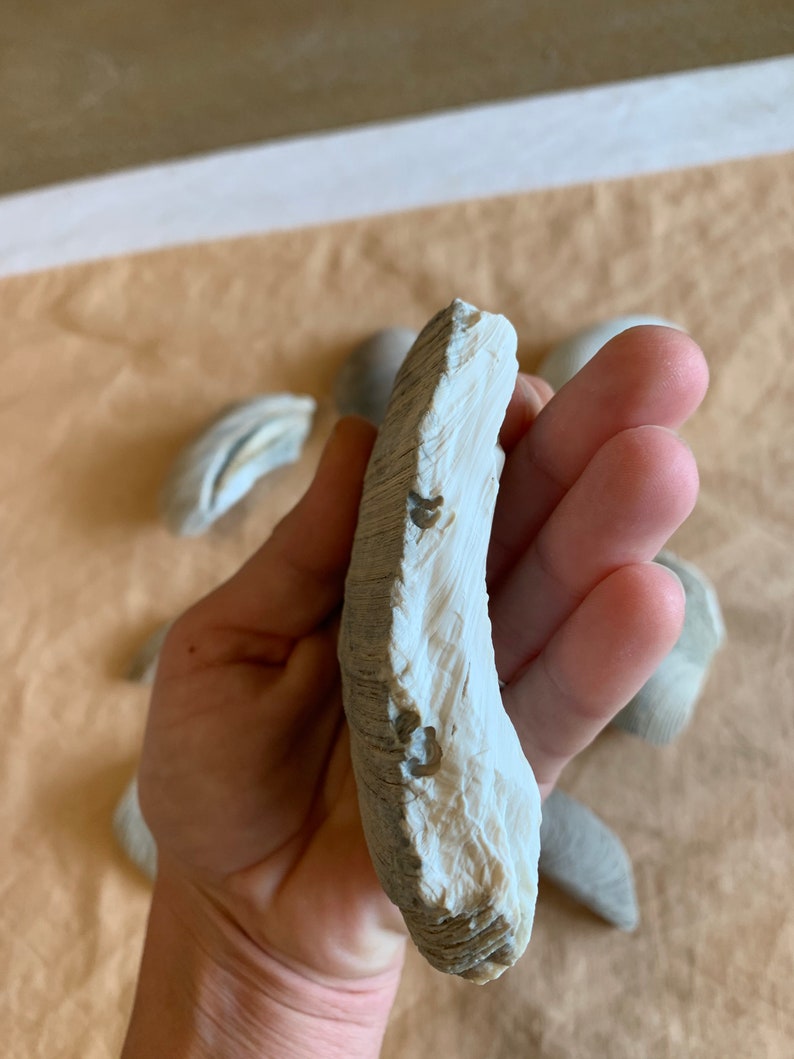 Large Northern Quahog Shell Fragments Natural Chowder Clam - Etsy