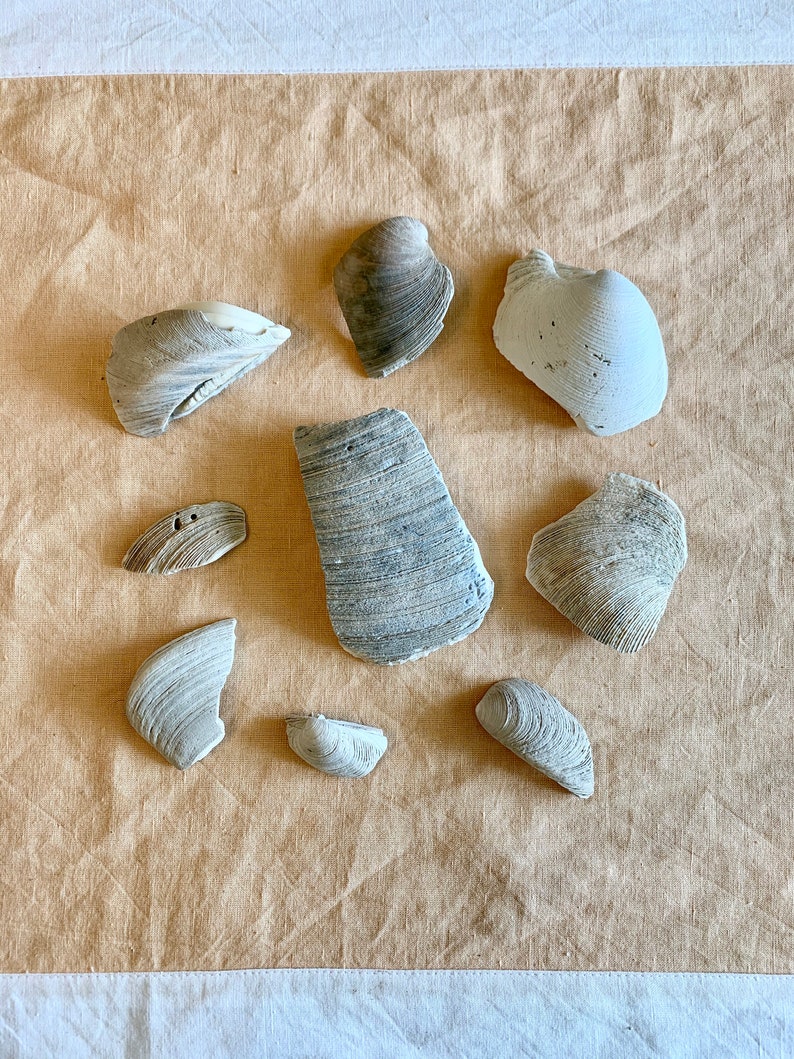 Large Northern Quahog Shell Fragments Natural Chowder Clam - Etsy