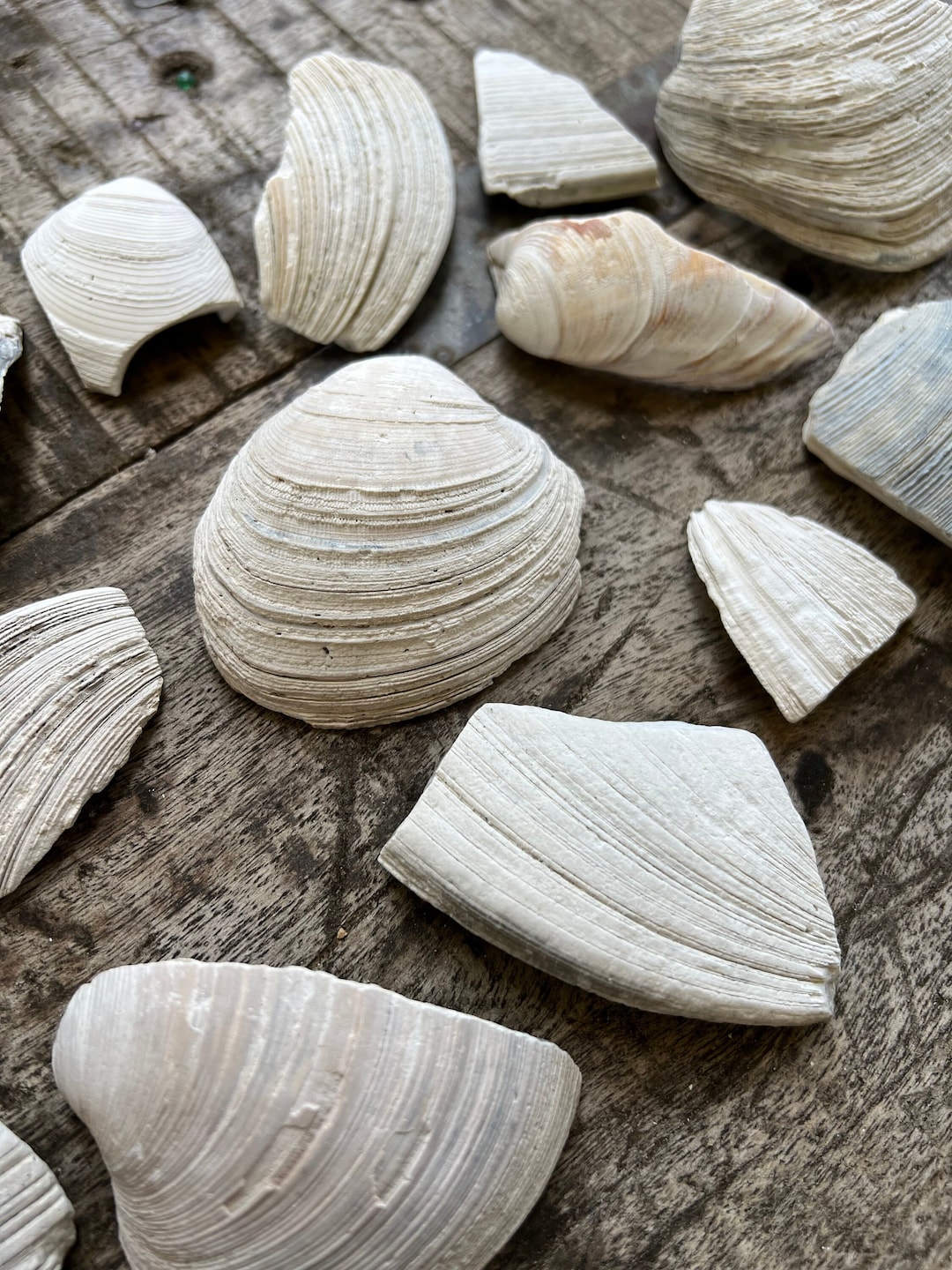 White Quahog Clam Shells, Assorted Mix of Natural Seashell Fragments ...