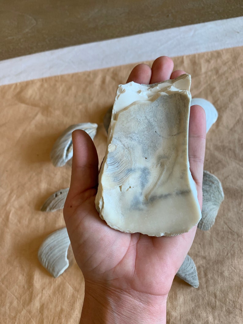 Large Northern Quahog Shell Fragments Natural Chowder Clam - Etsy