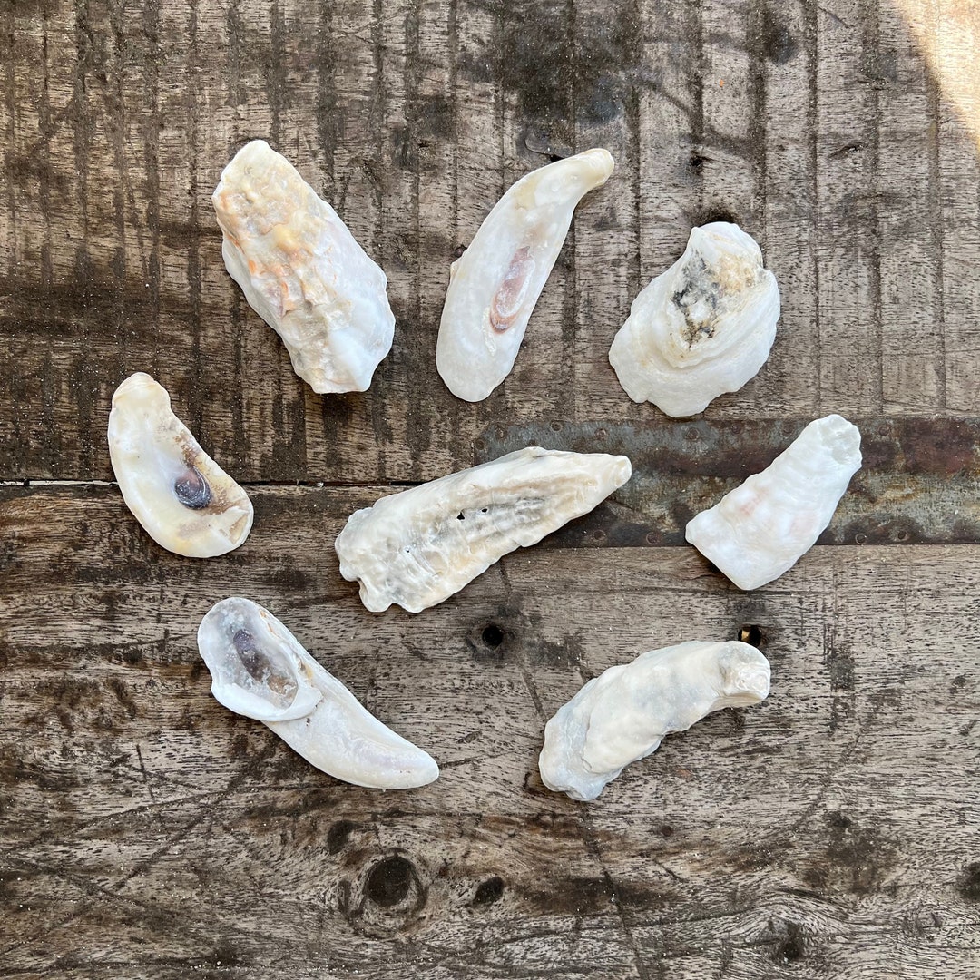 Assortment of Natural Oyster Shells, White Seashells, Craft Shells ...