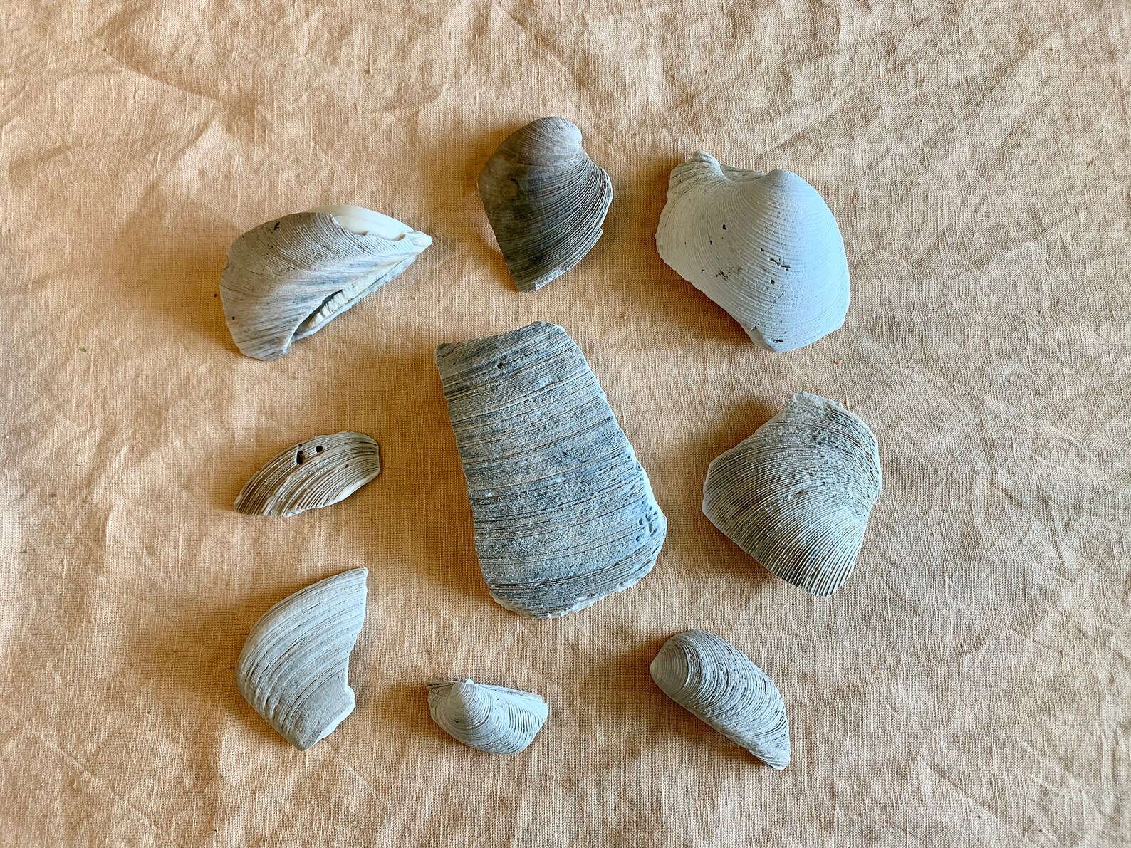 Large Northern Quahog Shell Fragments Natural Chowder Clam - Etsy