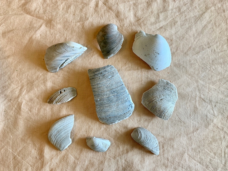 Large Northern Quahog Shell Fragments Natural Chowder Clam - Etsy