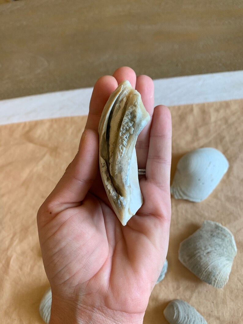 Large Northern Quahog Shell Fragments Natural Chowder Clam - Etsy