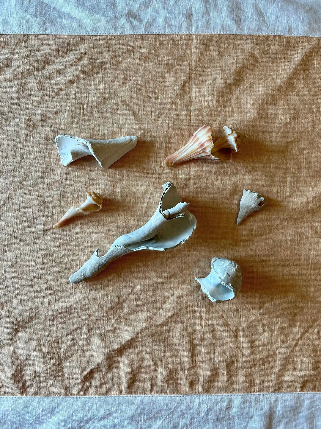 Large Natural Whelk Shells, Assortment of Seashells, Coastal Decor - Etsy