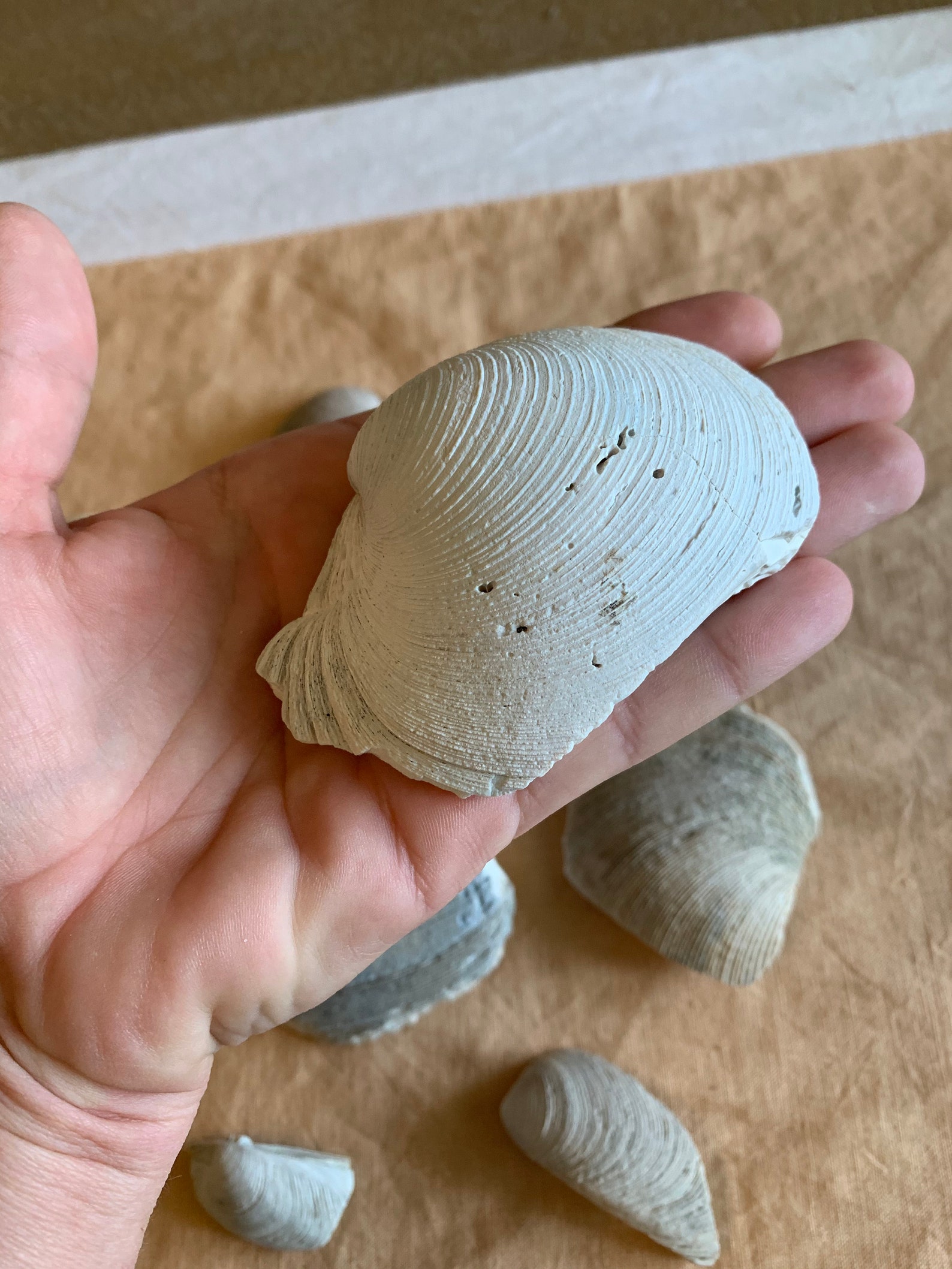 Large Northern Quahog Shell Fragments Natural Chowder Clam - Etsy