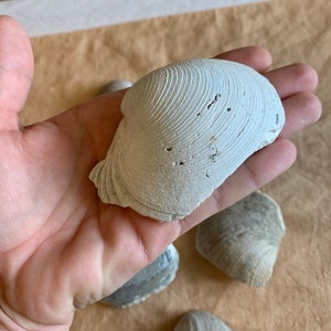Large Northern Quahog Shell Fragments, Natural Chowder Clam Shells ...