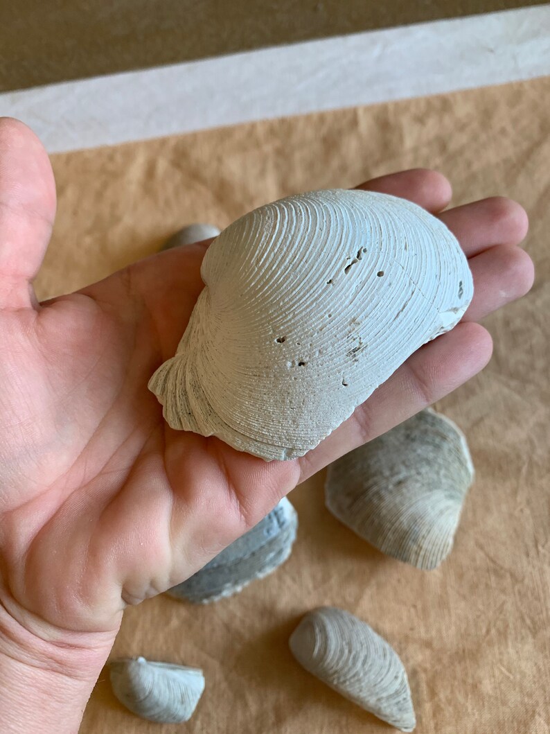 Large Northern Quahog Shell Fragments Natural Chowder Clam - Etsy
