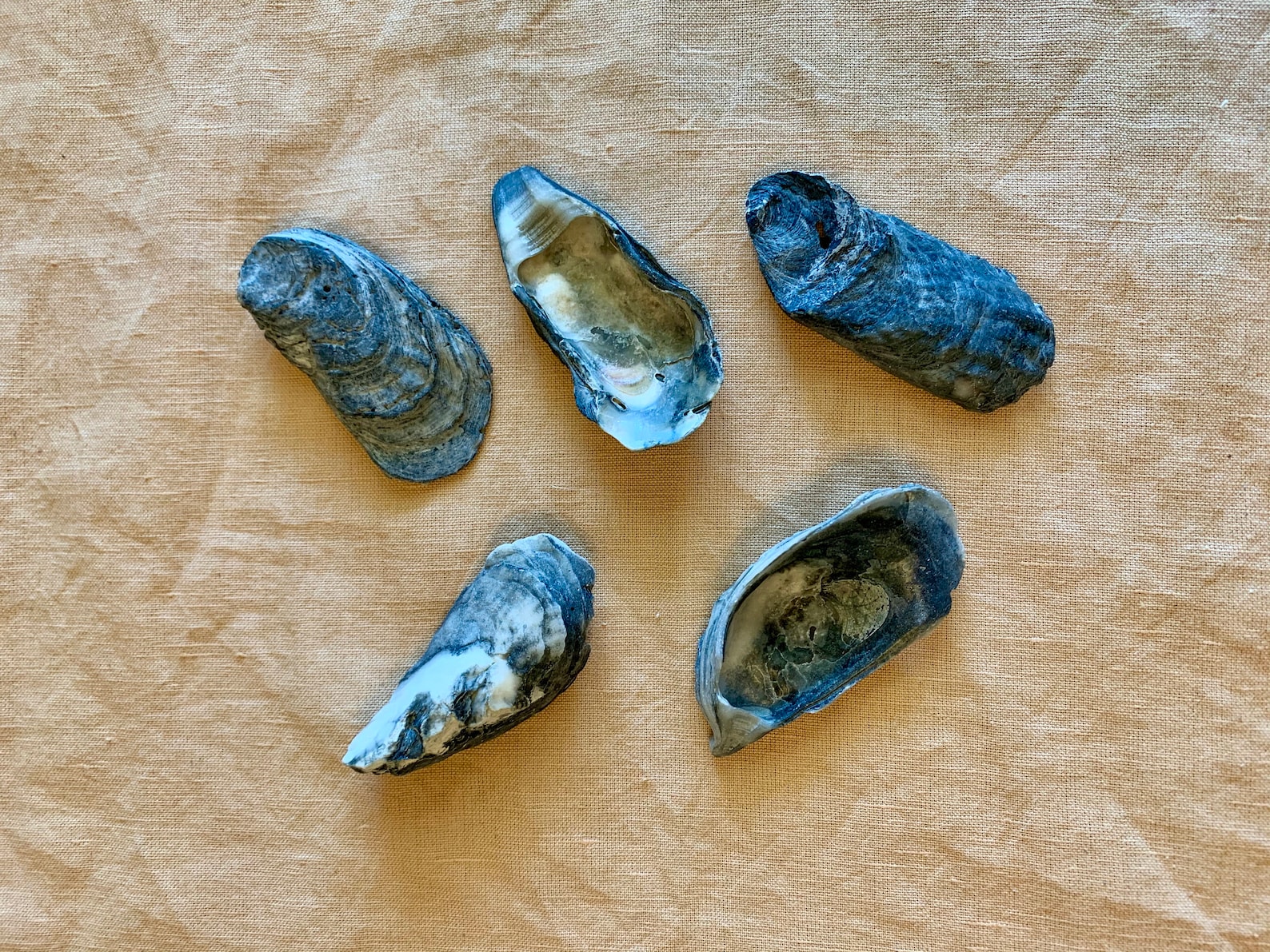 Natural Eastern Oyster Shells, Collected on Myrtle Beach SC, Craft ...