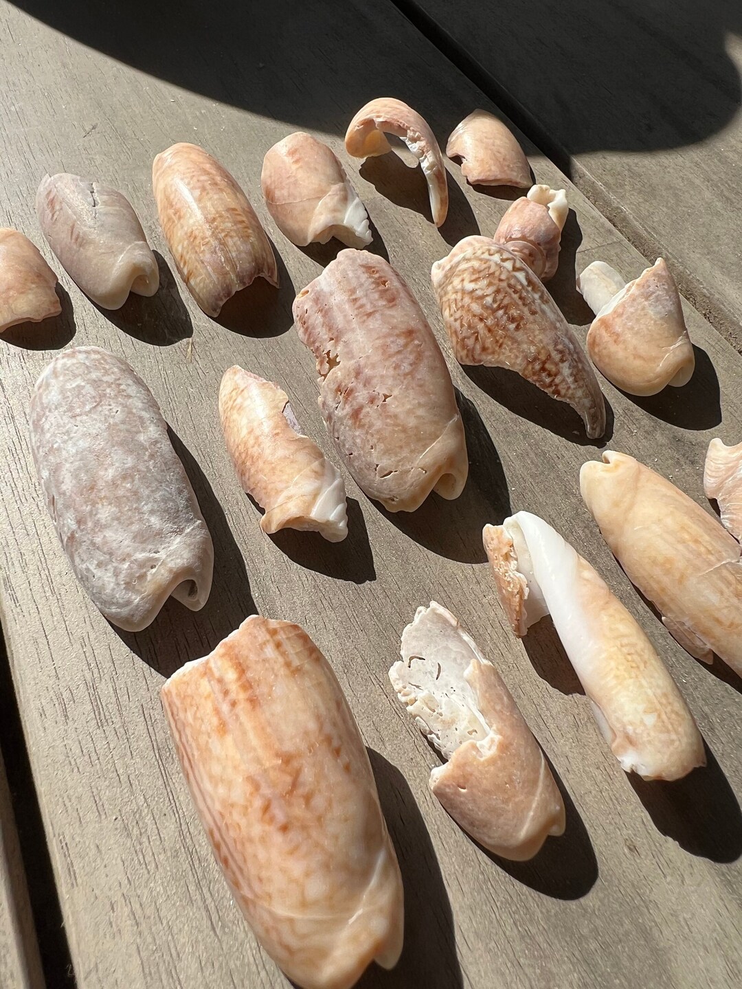 Assortment of Lettered Olive Seashells, Broken Shell Pieces for ...