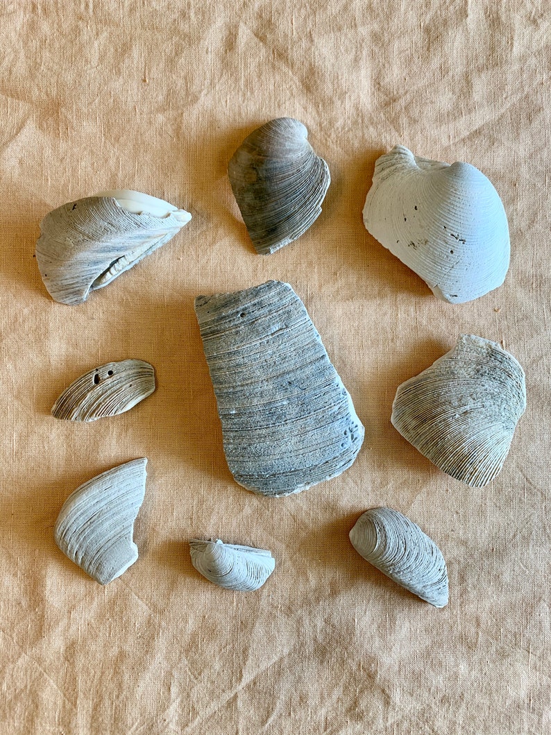 Large Northern Quahog Shell Fragments Natural Chowder Clam - Etsy