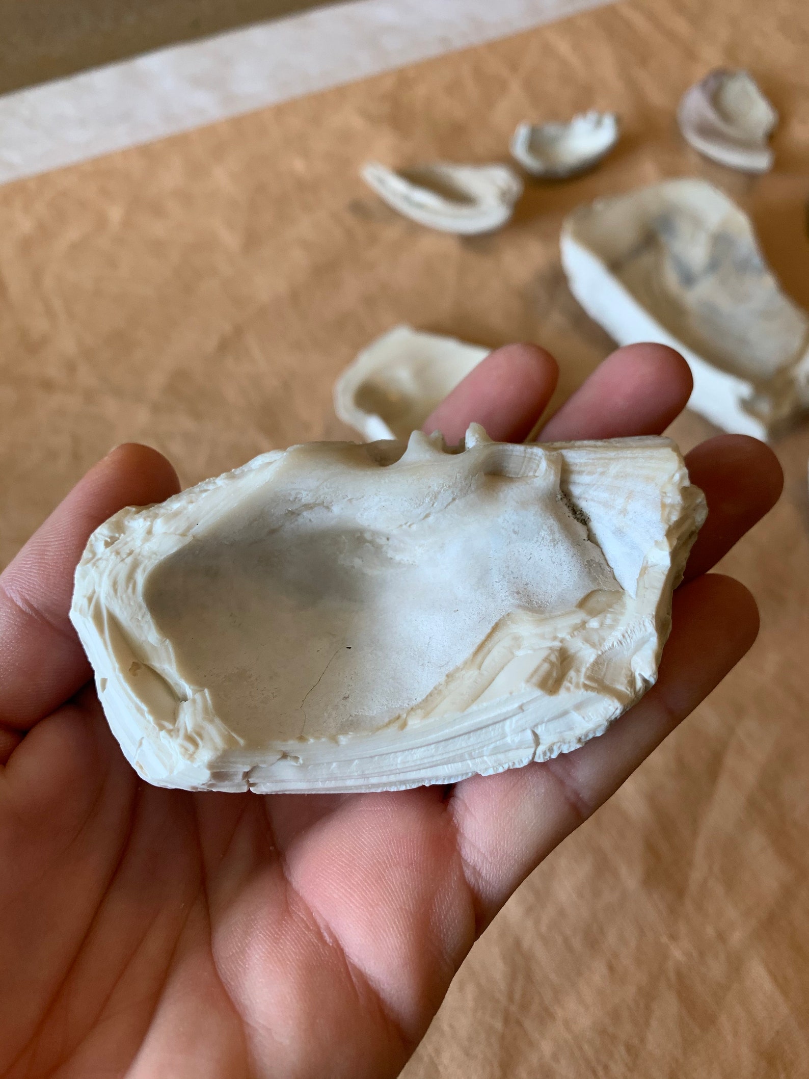 Large Northern Quahog Shell Fragments Natural Chowder Clam - Etsy