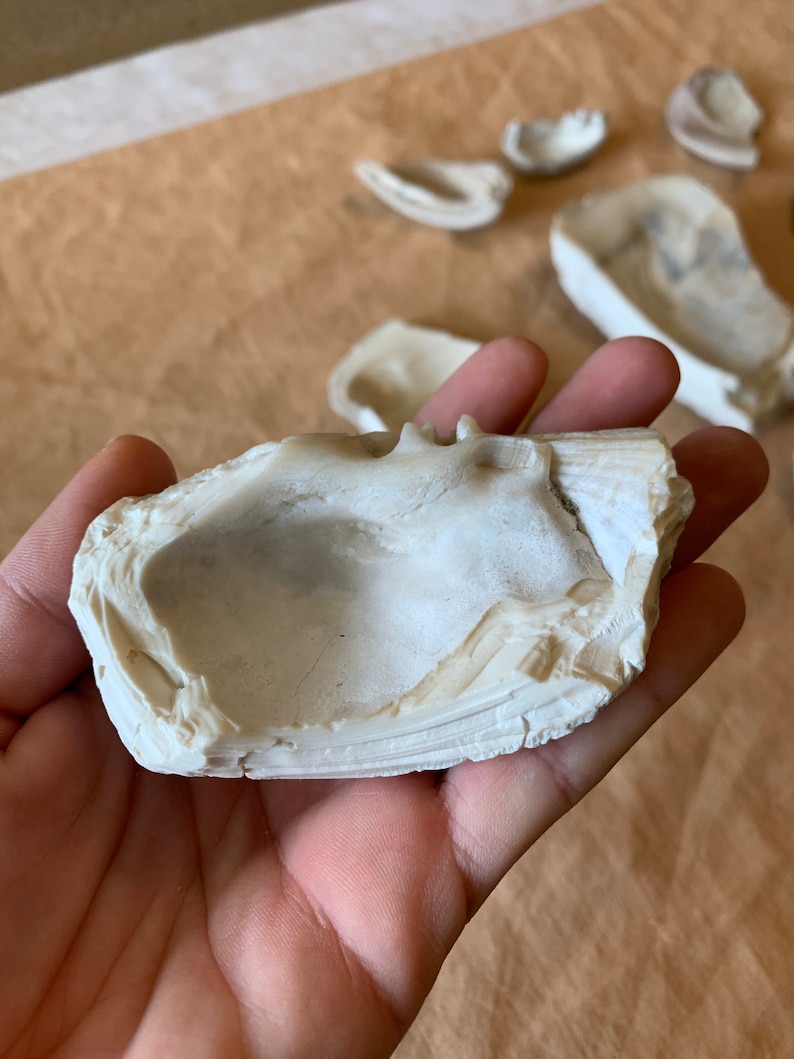 Large Northern Quahog Shell Fragments Natural Chowder Clam - Etsy