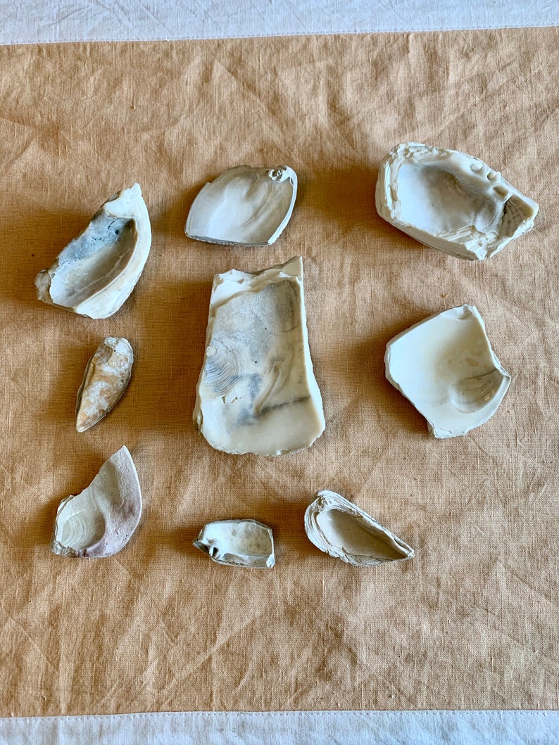 Large Northern Quahog Shell Fragments Natural Chowder Clam - Etsy