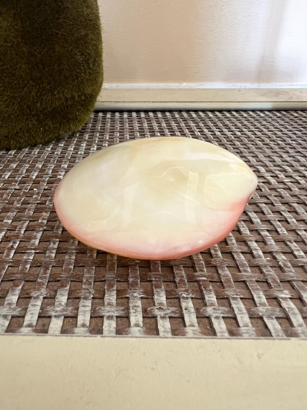Polished Tiger Clam Shell: Natural Coastal Decor, 3 Inch - Etsy