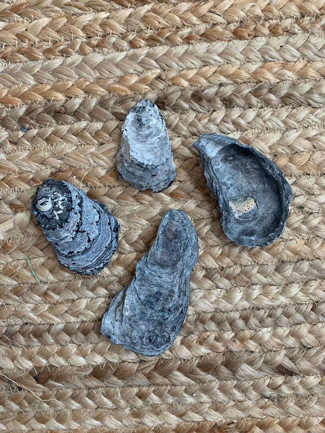 Large Old Natural Eastern Oyster Shells Collected on Turtle | Etsy