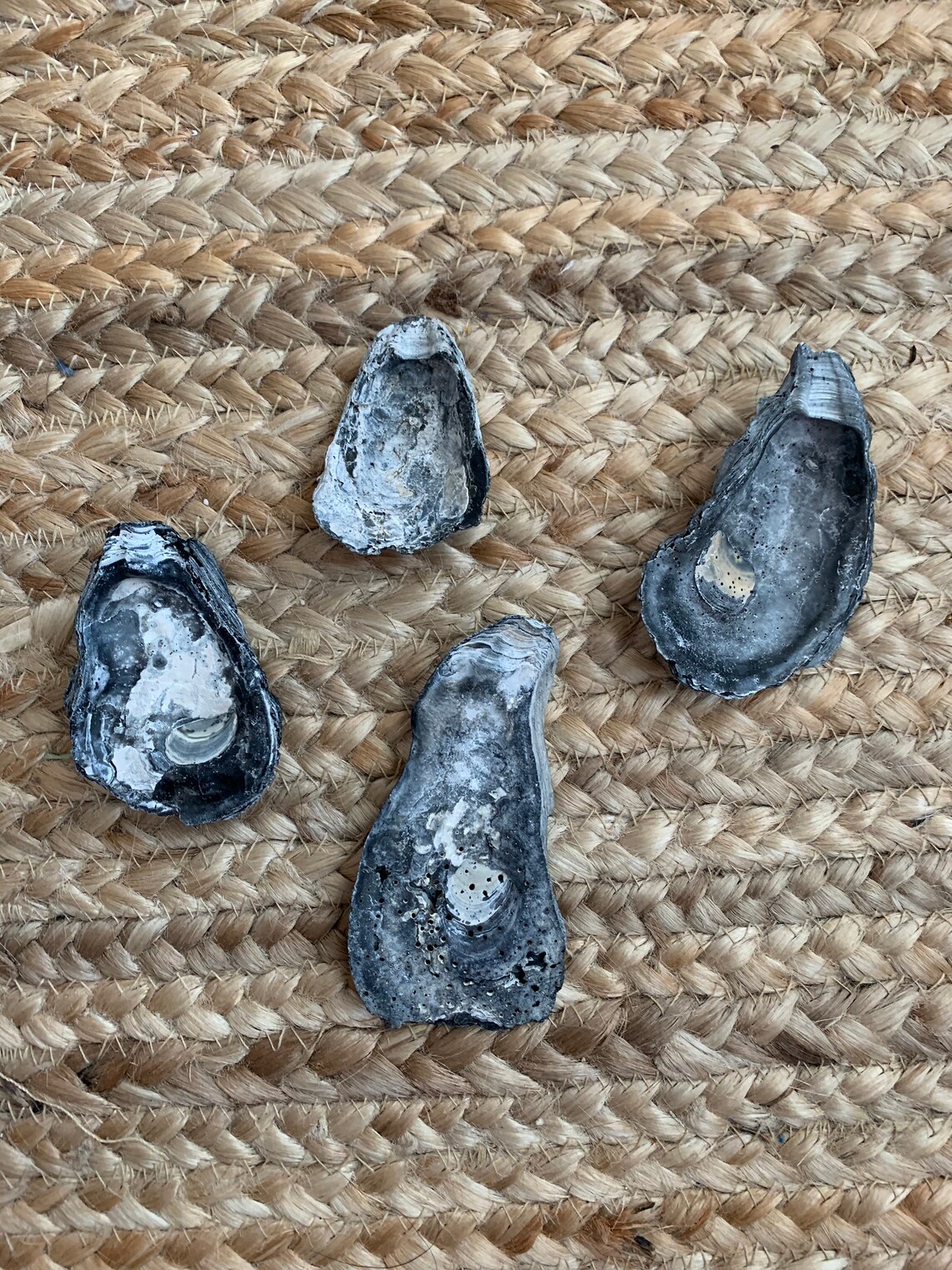 Large Old Natural Eastern Oyster Shells Collected on Turtle | Etsy